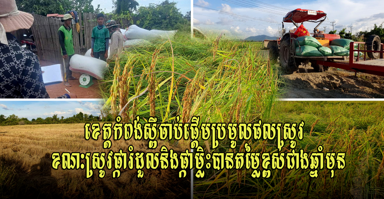 Kampong Speu Province Starts Rice Harvest as Romduol and Jasmine Rice ...
