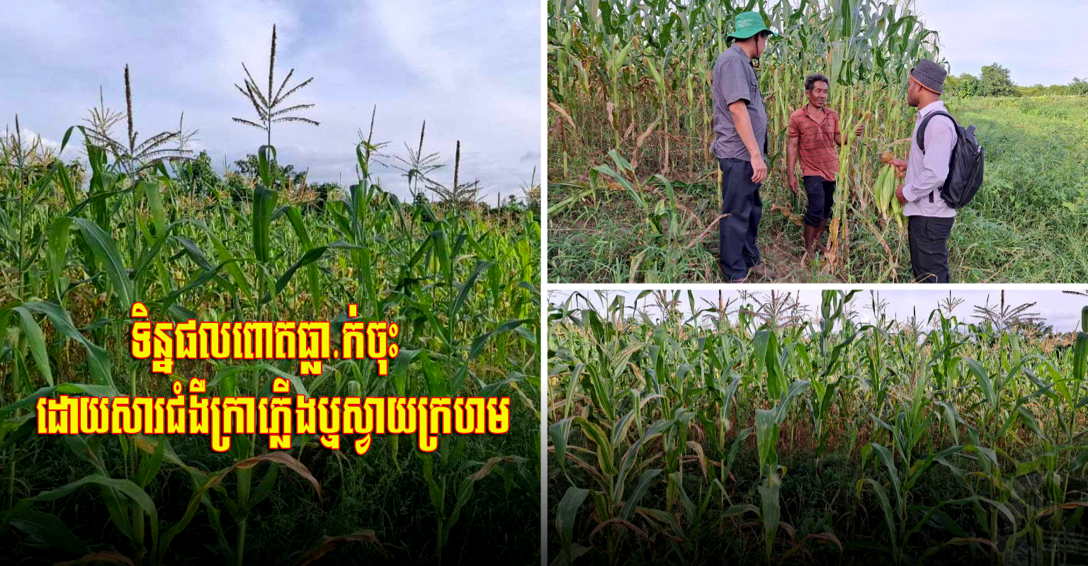 Corn Yields Decline Due to Radiation - Koh Santepheap English