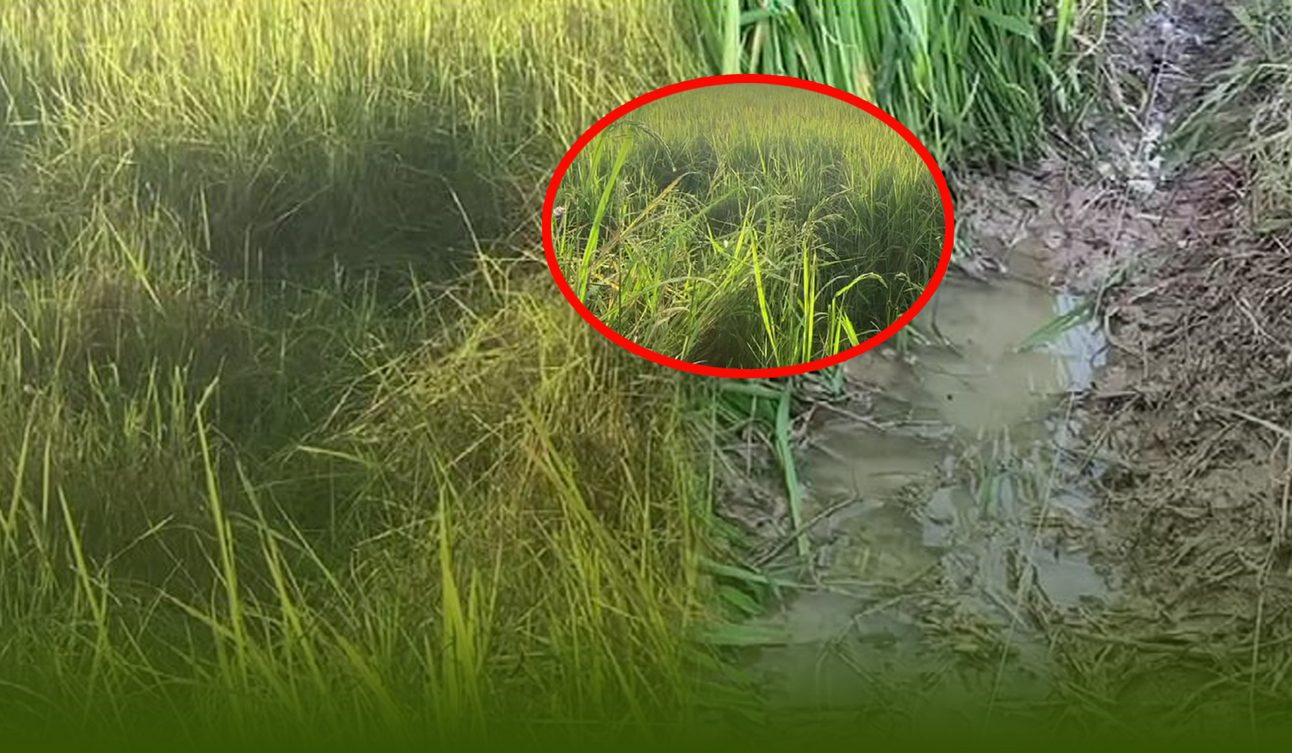 This year’s heavy paddy was destroyed by rats when several hectares of ...