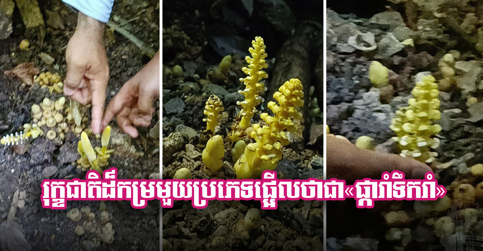 Surprised as a “dancing water flower”, a rare plant found in a cave in ...